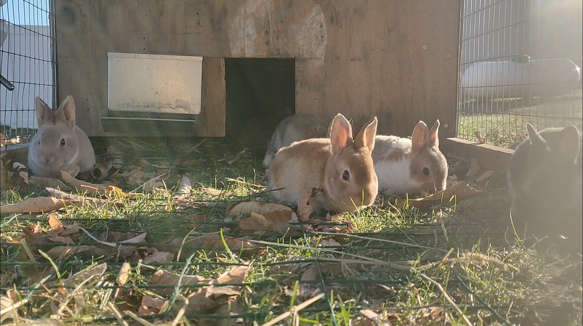Dec 2022 - On the Homestead - Little Hare Homestead